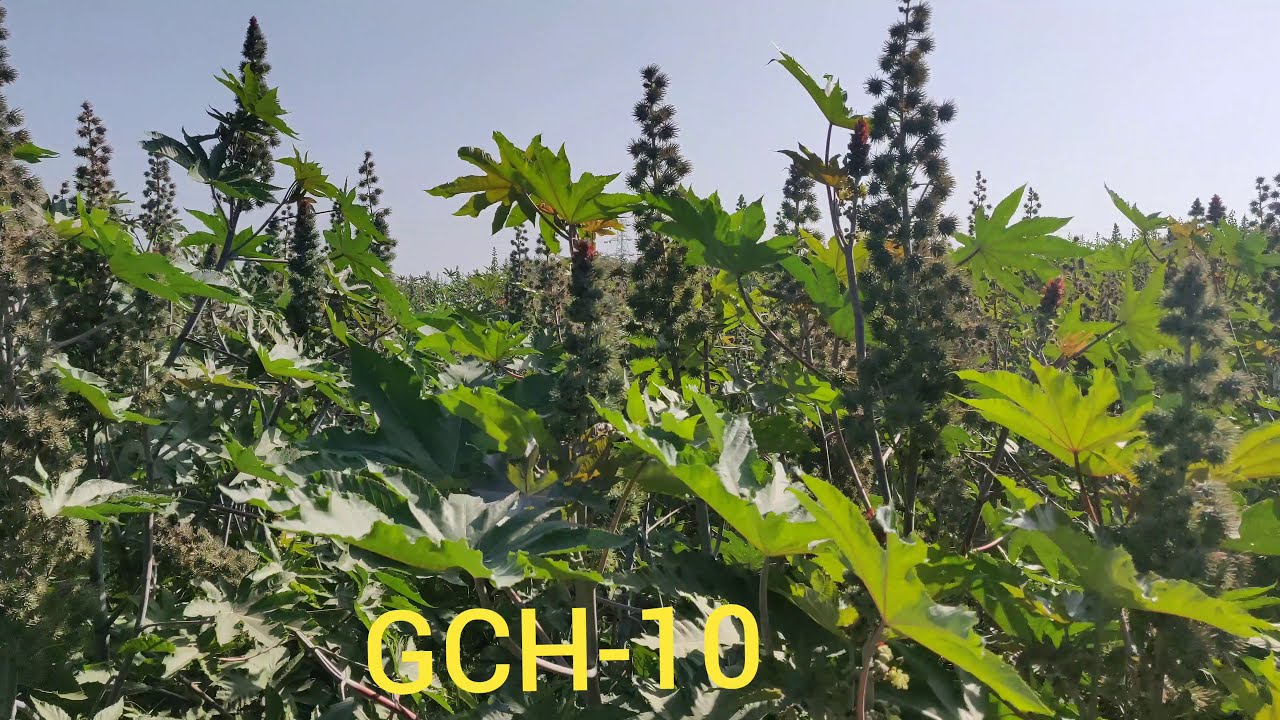 Cultivation of Castor | Castor Hybrid | Gujarat. #Castor - YouTube