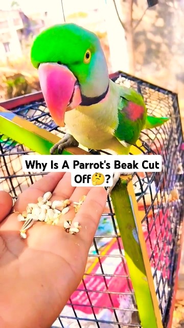 Why Is A Parrot's Beak Cut Off? #parrot #birds #pets #parrotbeak # ...