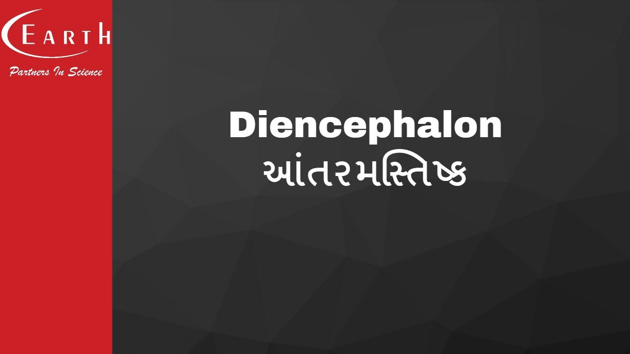 Diencephalon | આંતરમસ્તિષ્ક | Neual Control and Coordination in Animals ...