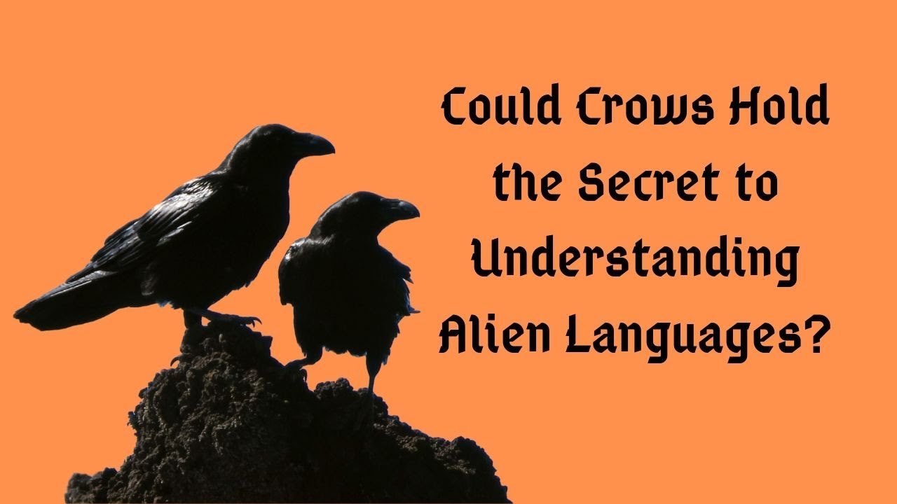 Could Crows Hold the Secret to Understanding Alien Languages - YouTube