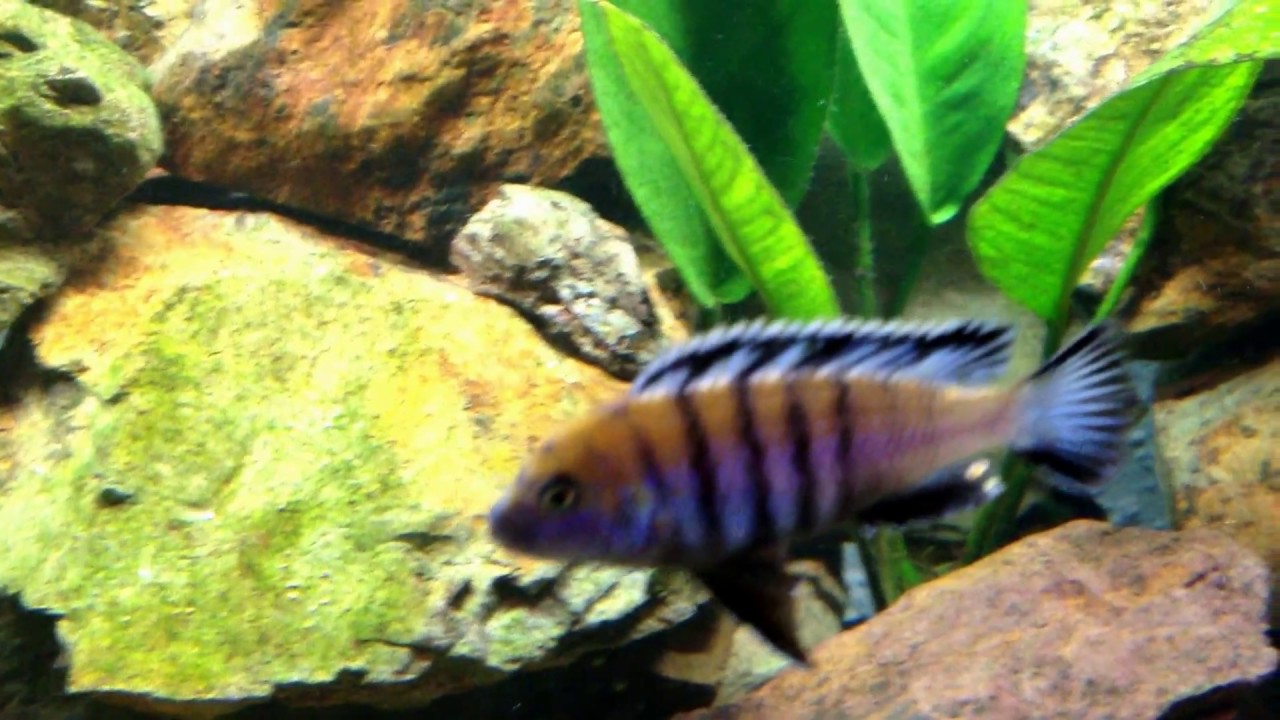 Buntes Malawi-Barsch Aquarium - YouTube