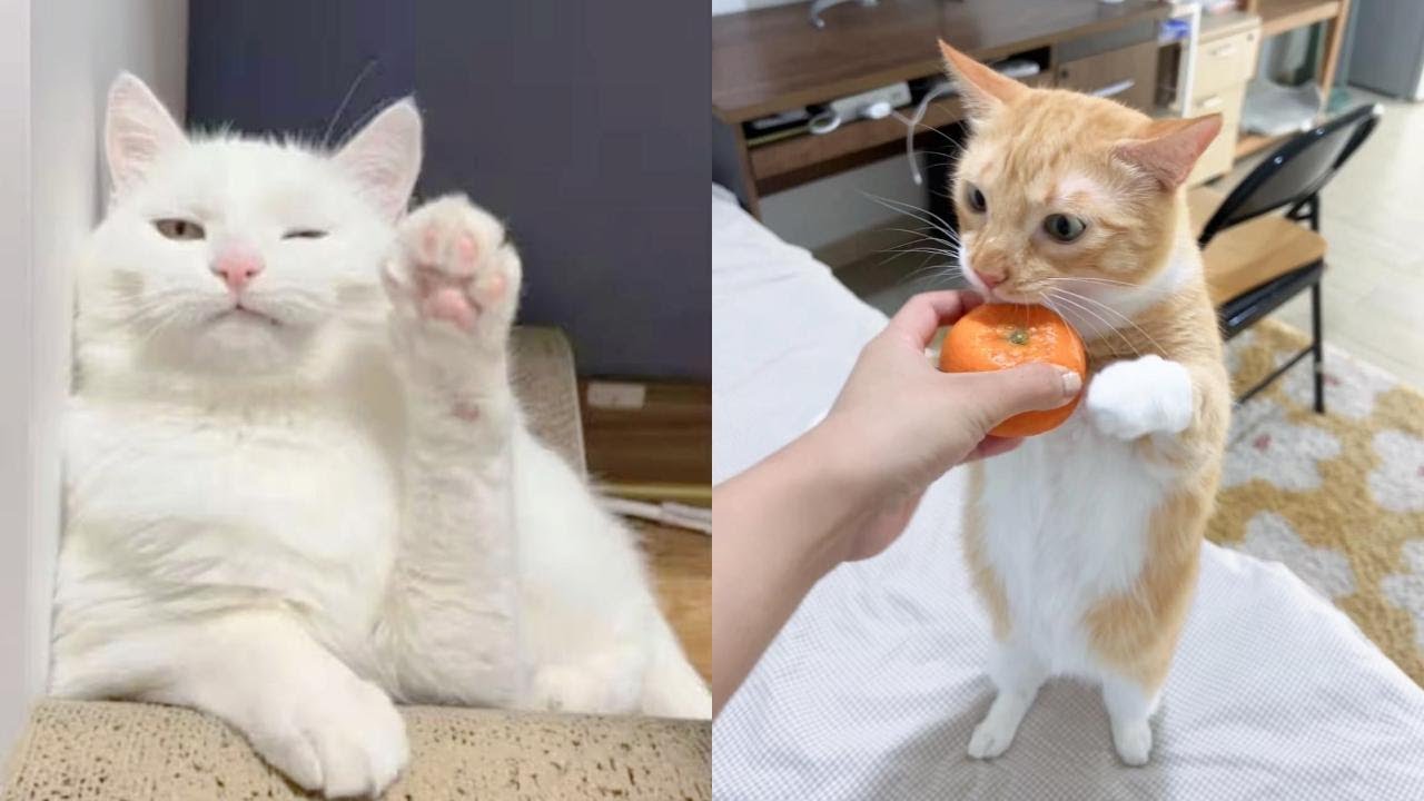 Live 🔴- Default Cat Behavior 😂🐾 | Funny & Cute Cat Moments 2025 - YouTube