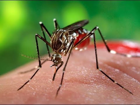 Cuidado con el zancudo Aedes aegypti - YouTube