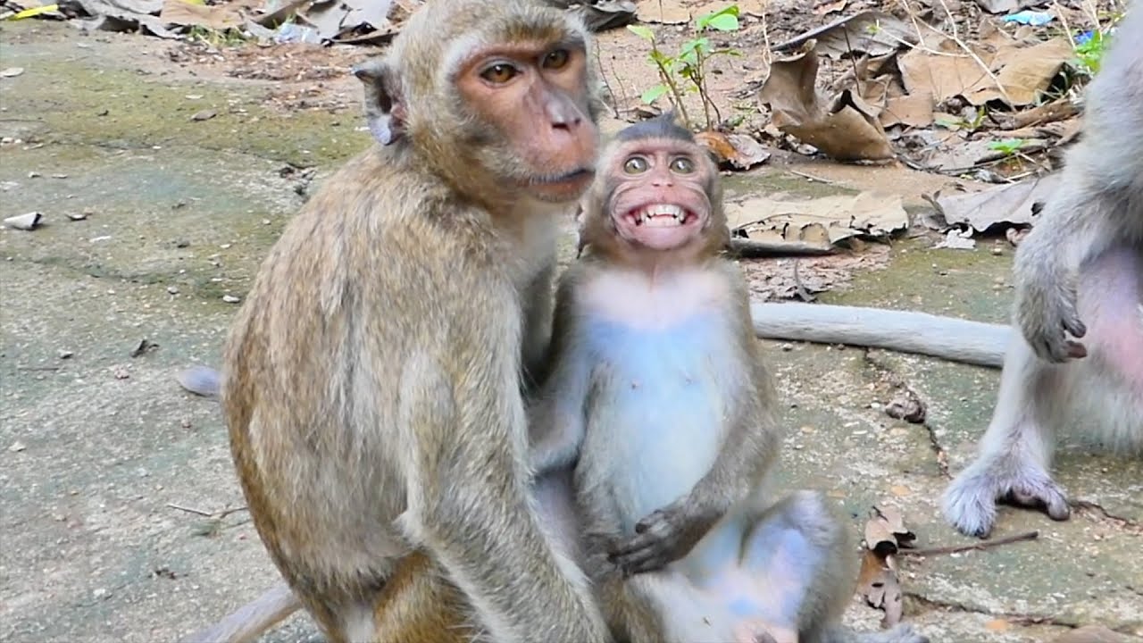 Big Monkey Menda take care little Monkey RAMOS Monkey RAMOS feel sad ...