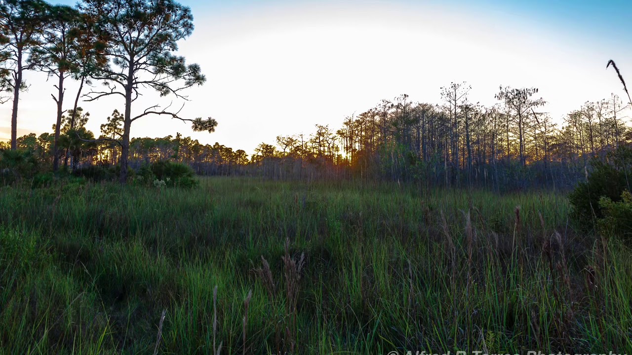 Everglades National Park landscapes and wildlife - YouTube