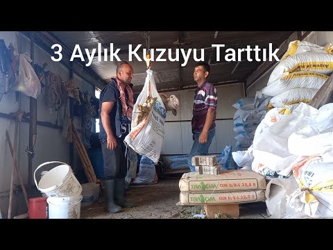 3 Aylık Kuzuyu Tarttık. İkiz Kuzularımız Oldu. Mera Yılan Kaynıyor