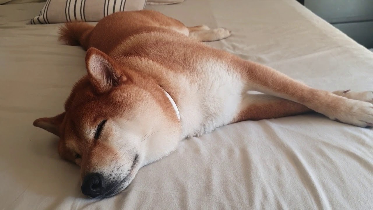 Shiba Inu Sleeping - YouTube