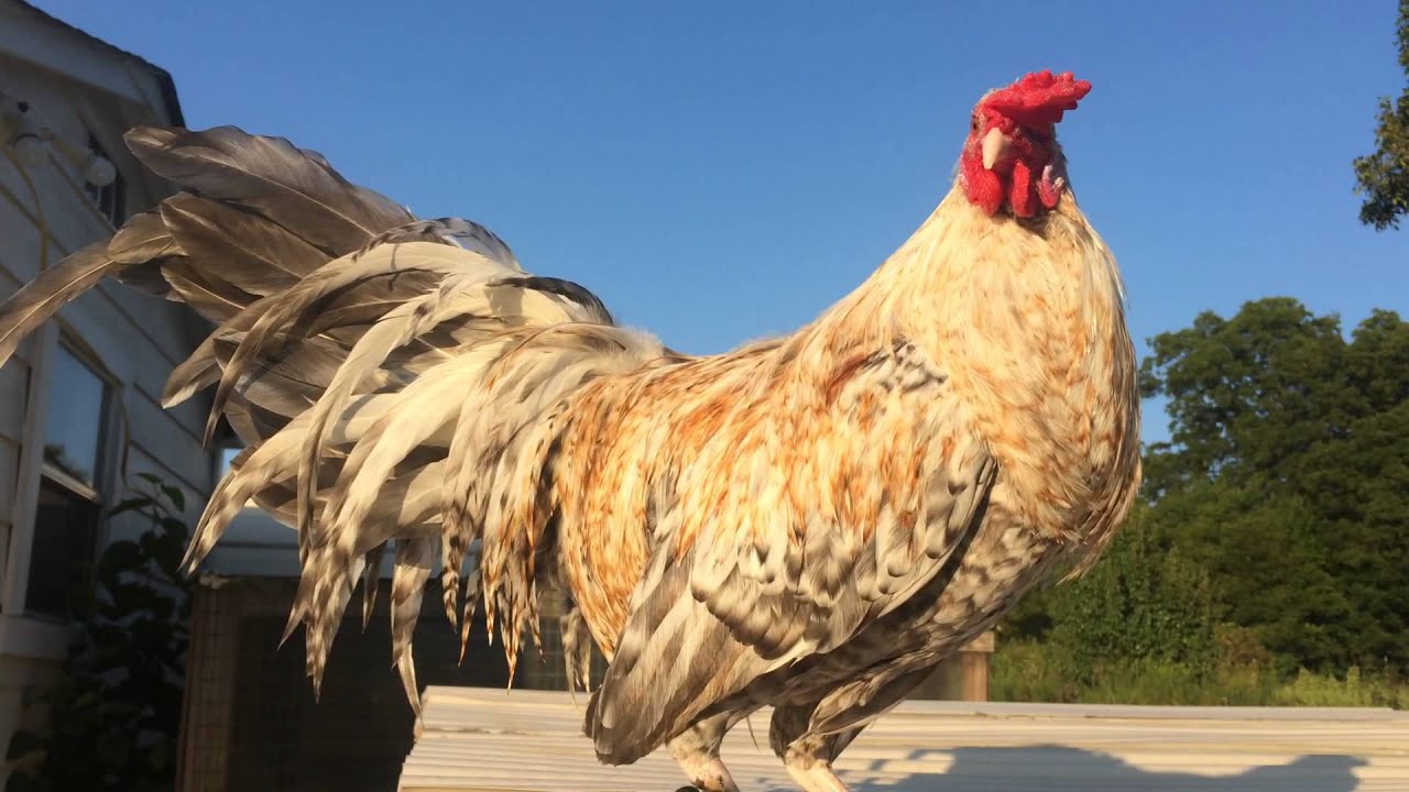 Dom rooster at Pokeys Poultry - YouTube