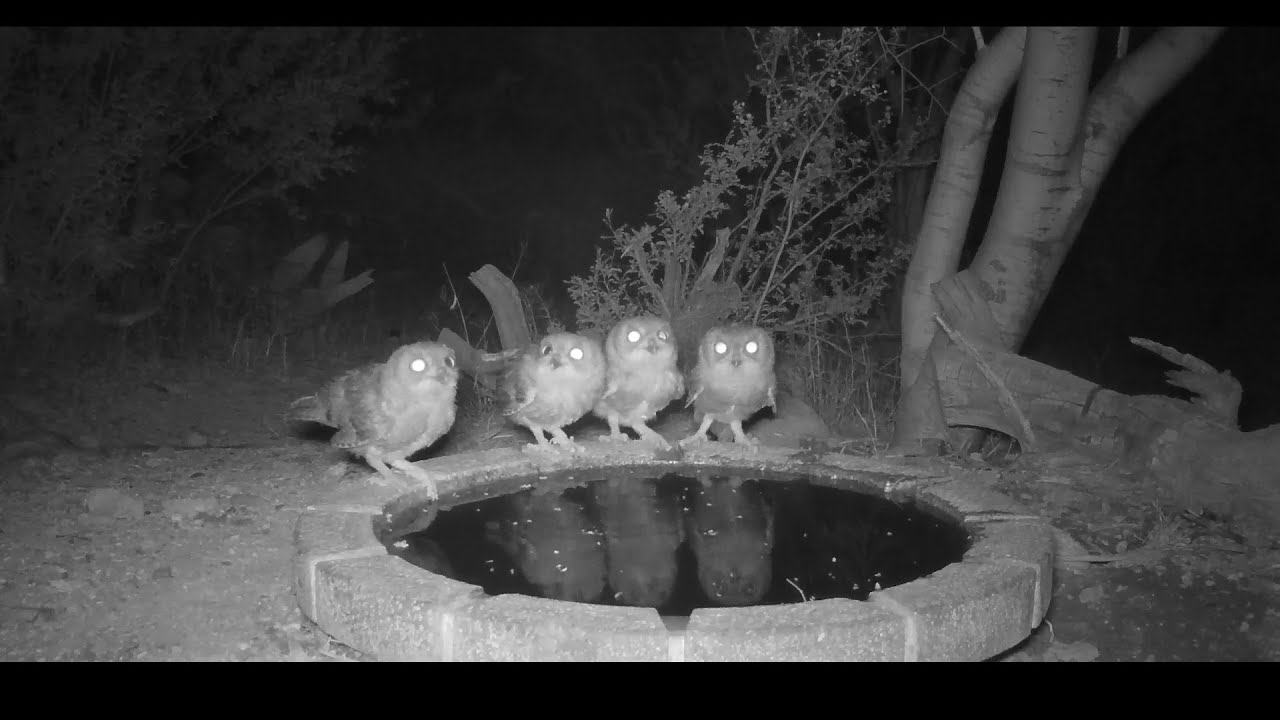 Screech owl update: The four fledglings are doing great! - YouTube