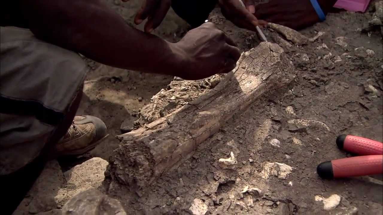 "Land of the Primates" - Reel Works & AMNH - YouTube