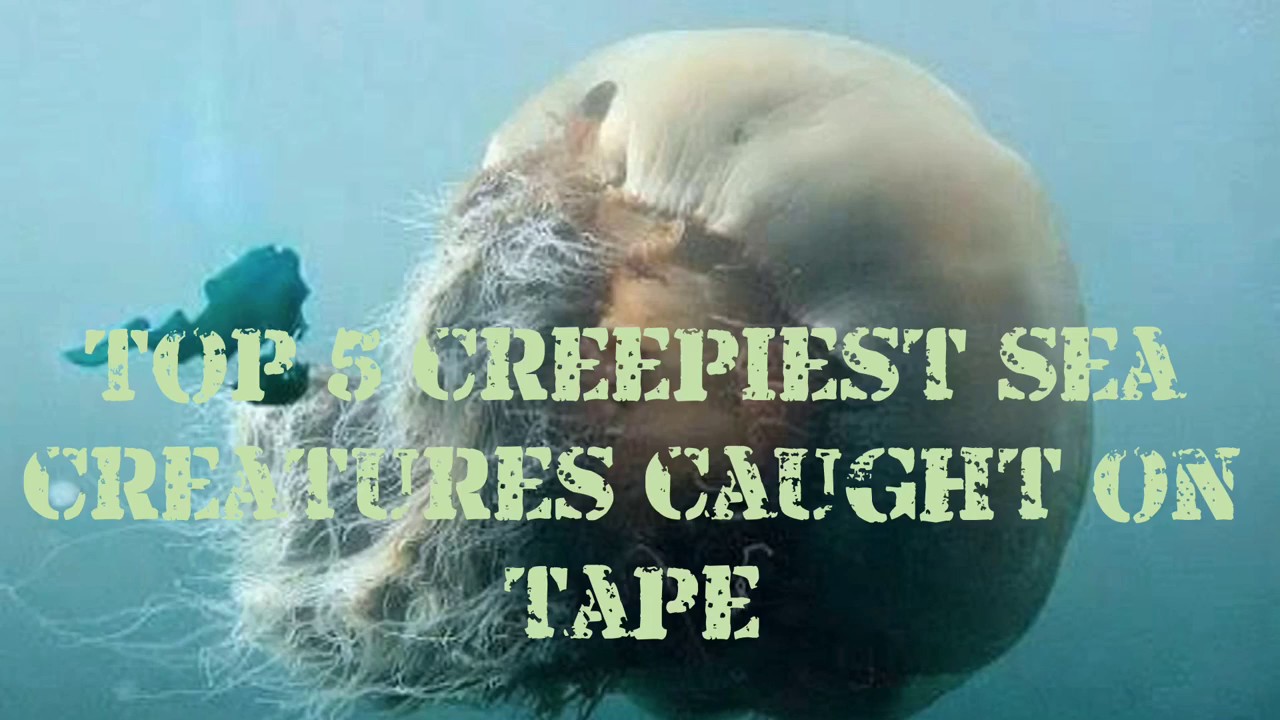 Top 5 Creepiest Sea Creatures Caught On Tape - YouTube