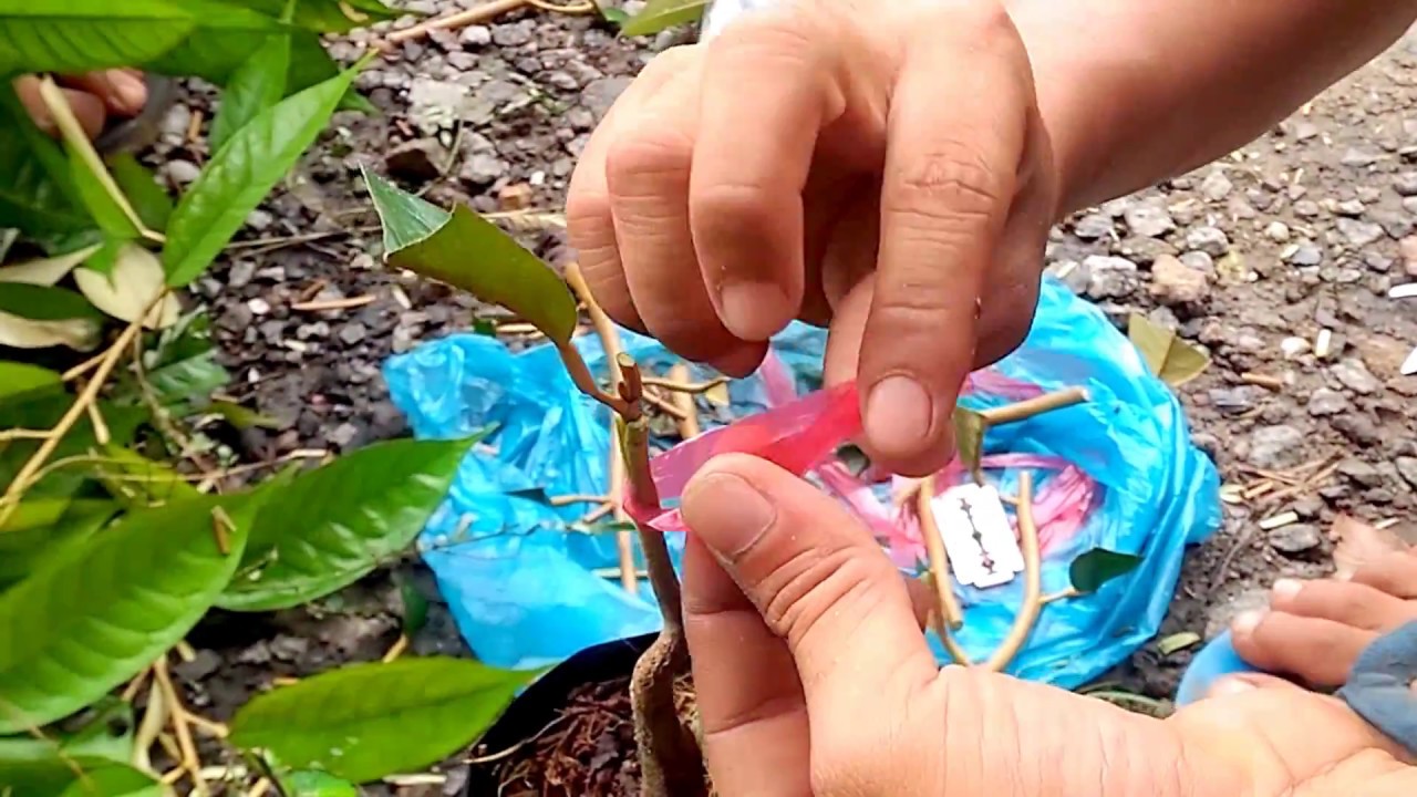 How to graft a tree? Approach grafting and air layering tree - YouTube