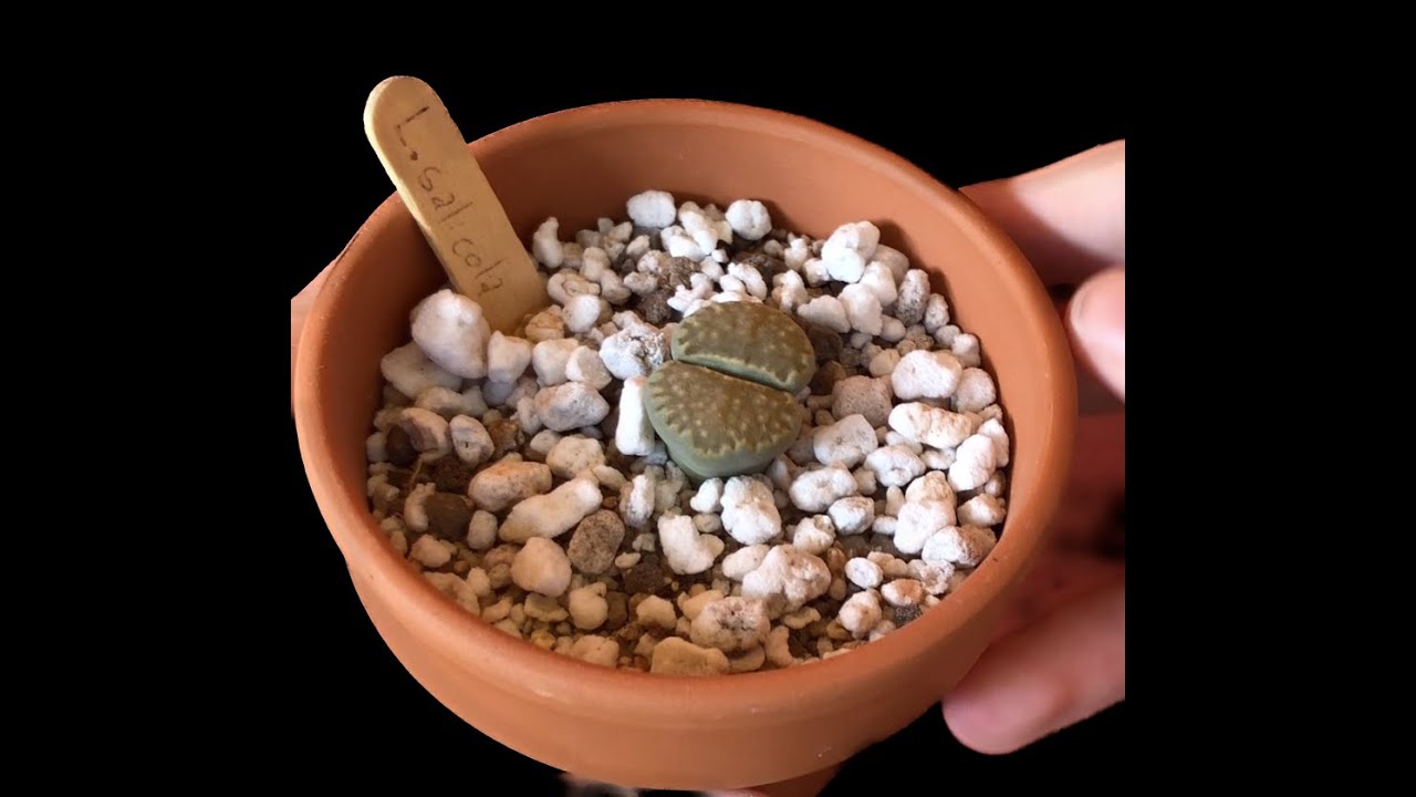Lithops, vídeo 1/4: Habitat, reproducción y muda - YouTube