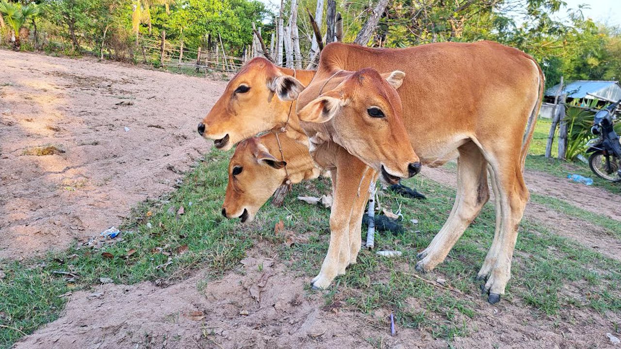 Real baby cow sound, cow mooing loudly, cow looking for mother - YouTube