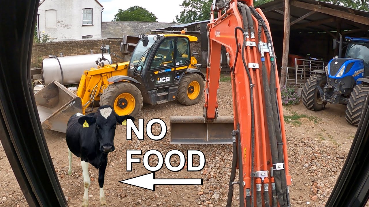 YARD RESURFACE - COWS HAVE RUN OUT OF FOOD! - BUFFER FEEDING - YouTube