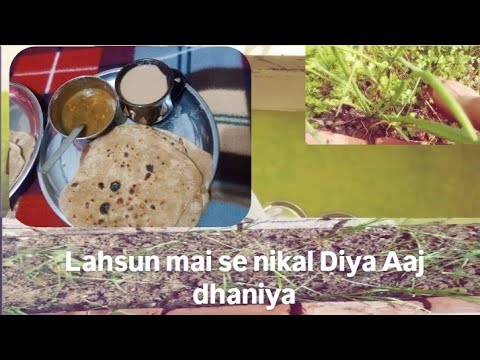 🌄 subah5 baje se lekar Ghar ke kam ke bad ki maine lahsun ki kyari ki ...
