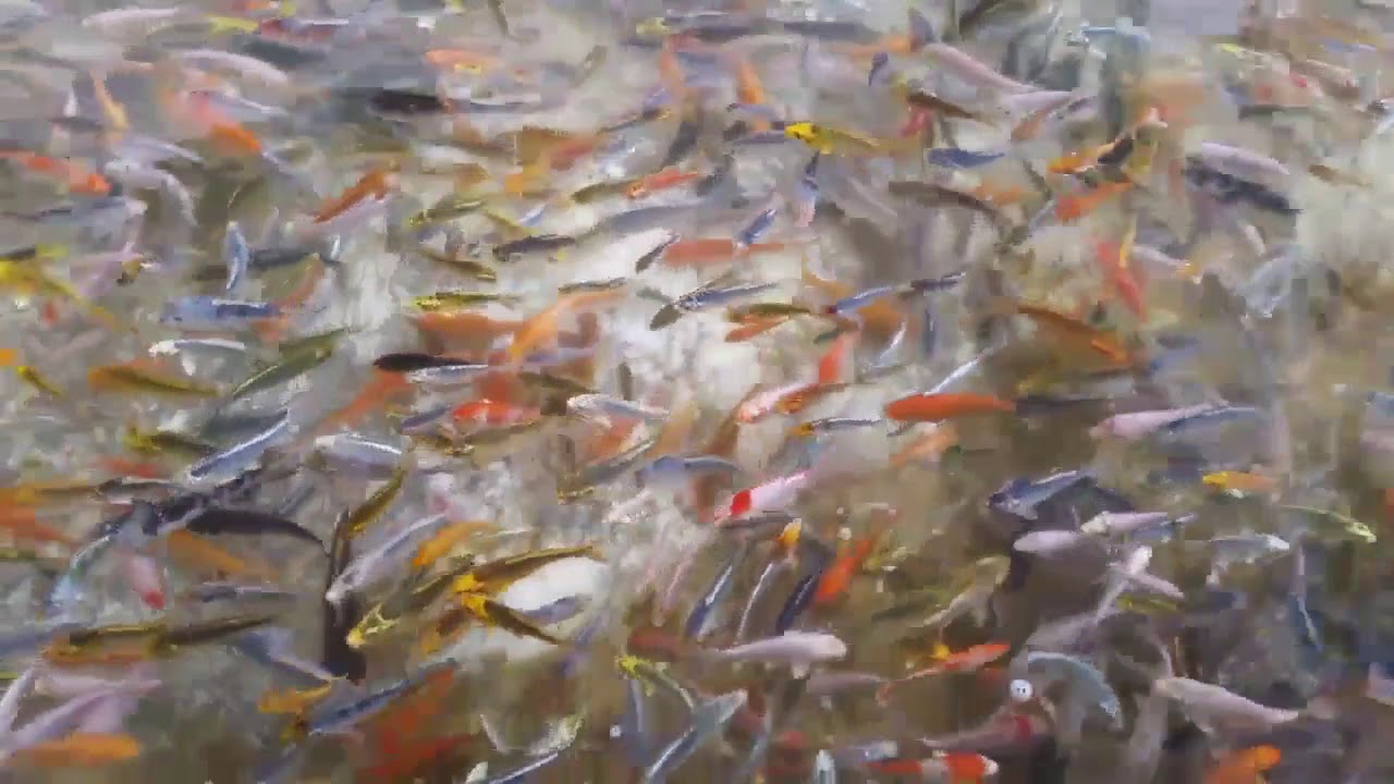 Slade's Fish Hatchery - Koi carp - YouTube