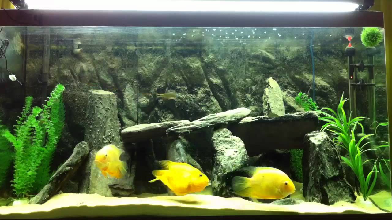 Fluval Osaka 320 litre Timelaspe - YouTube