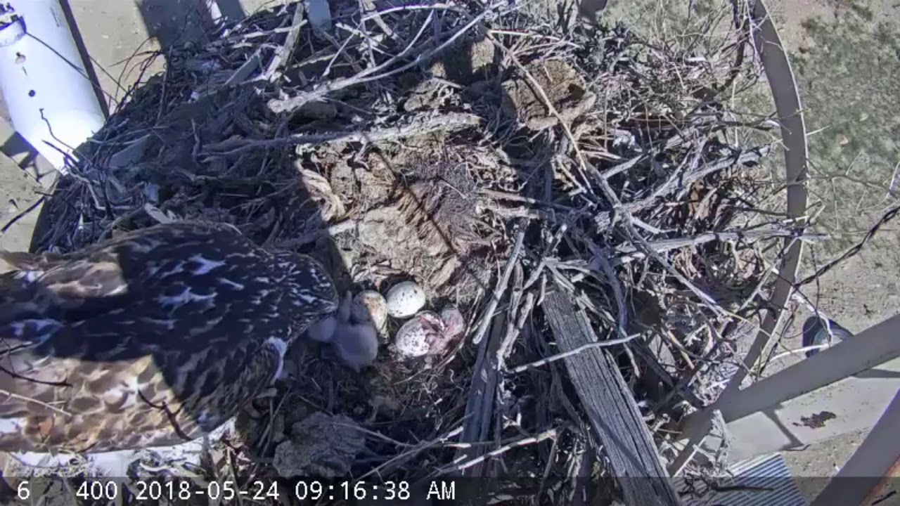 Second Chick Hatching - YouTube