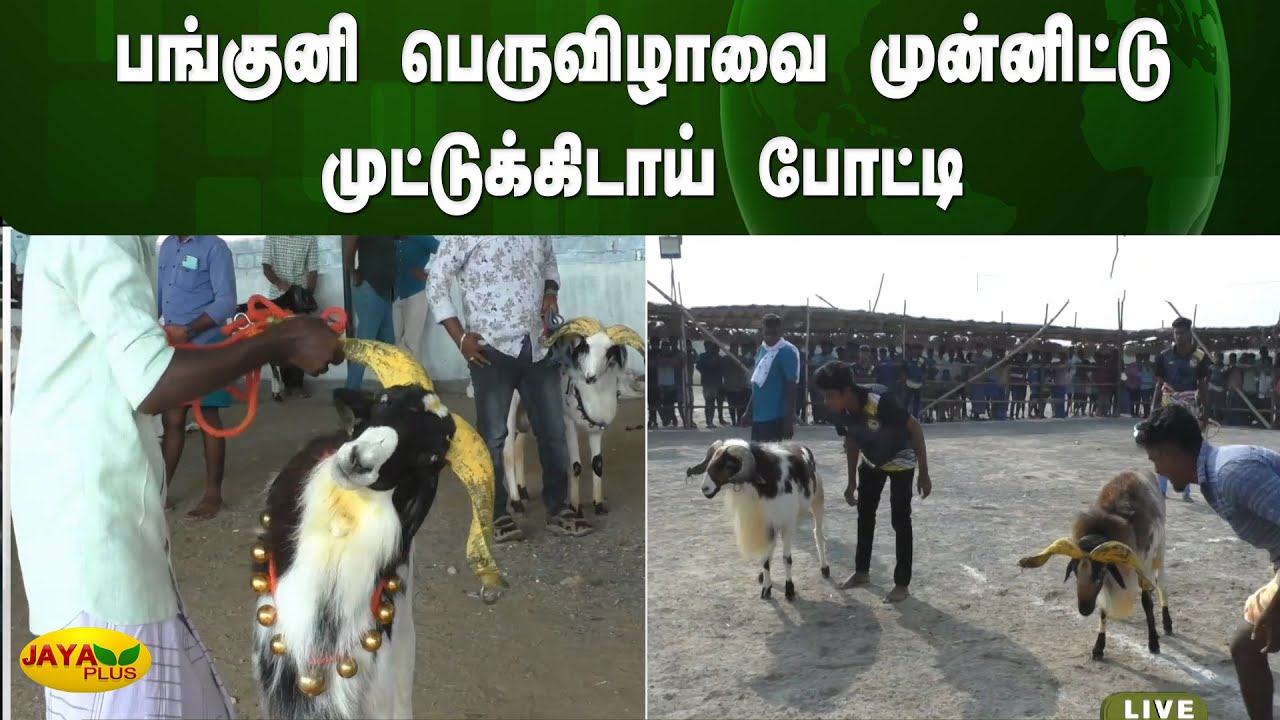 பங்குனி பெருவிழாவை முன்னிட்டு முட்டுக்கிடாய் போட்டி | Madurai | Goat ...