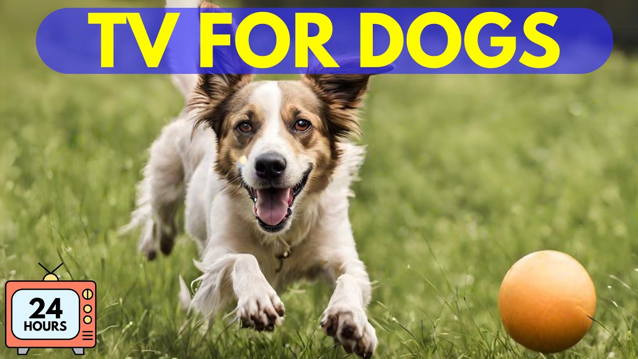 🐶DOG TV: Video Endless Entertainment for Dogs - Anti-Anxiety & Boredom ...