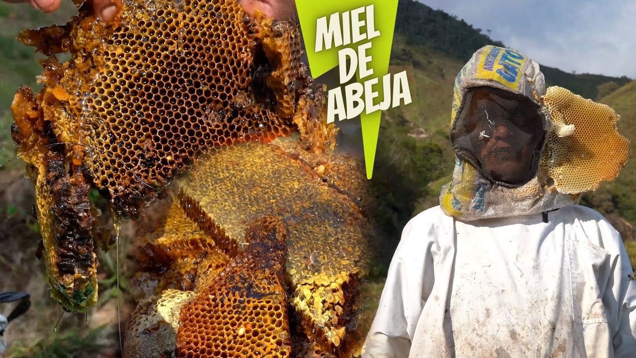 Miel de abeja del Monte - YouTube