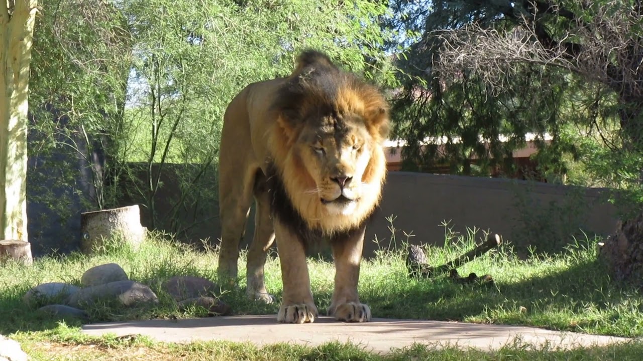 African Lion Roar - YouTube