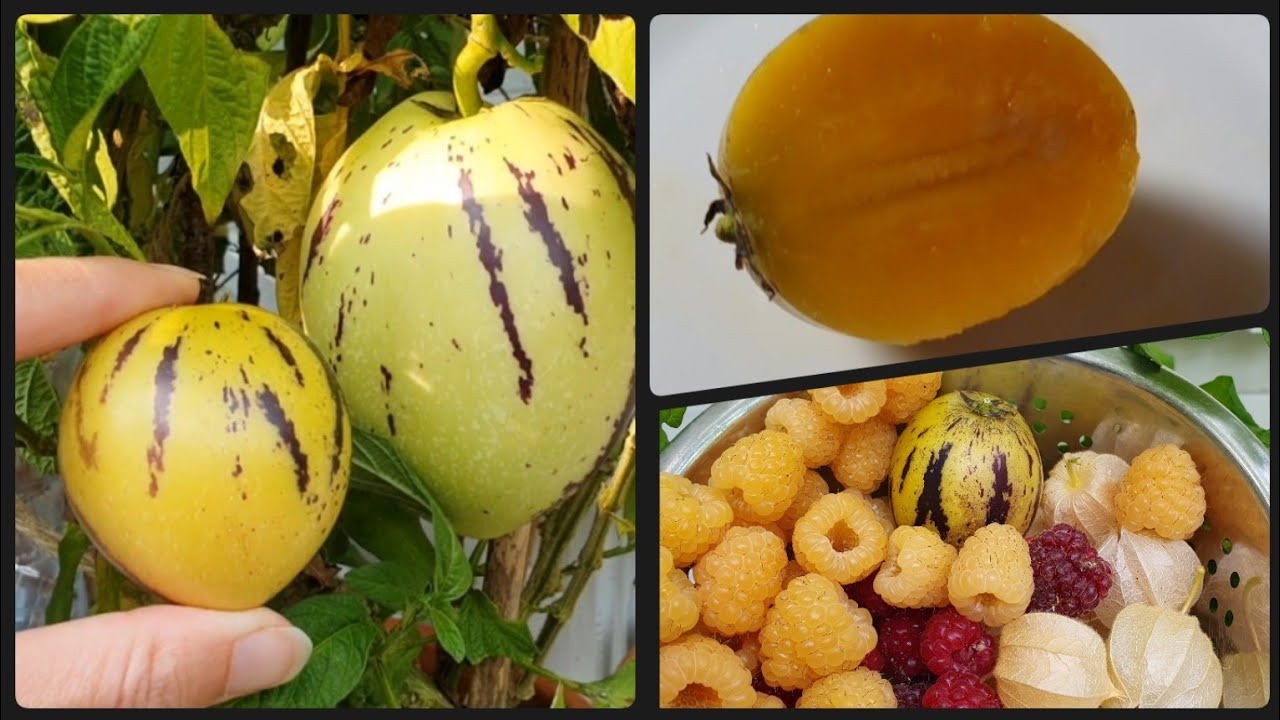 The first super sweet sun-ripened Pepino Melon on my 2-year-old plant ...