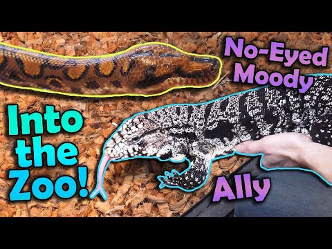 Moving Fan Favorite Reptiles into the Zoo!