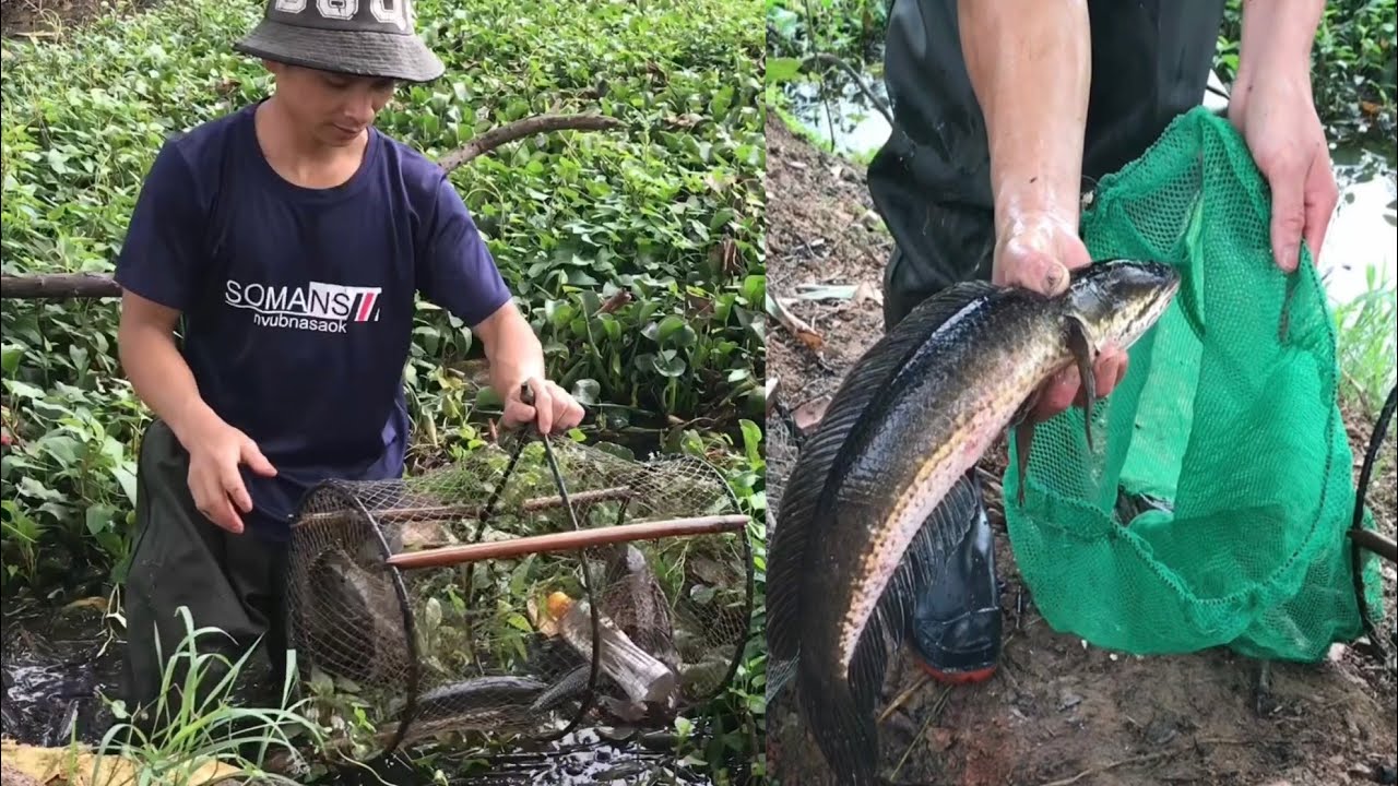Go trap snakehead fish - YouTube