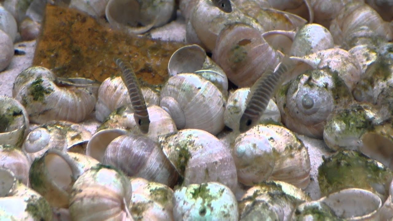 Lamprologus similis - Tanganyika shell dwellers - Muszlowce.pl - YouTube