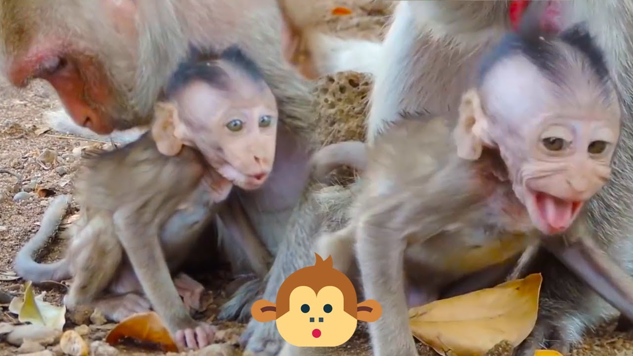 The baby monkey injured his back and is still in pain. The baby monkey ...