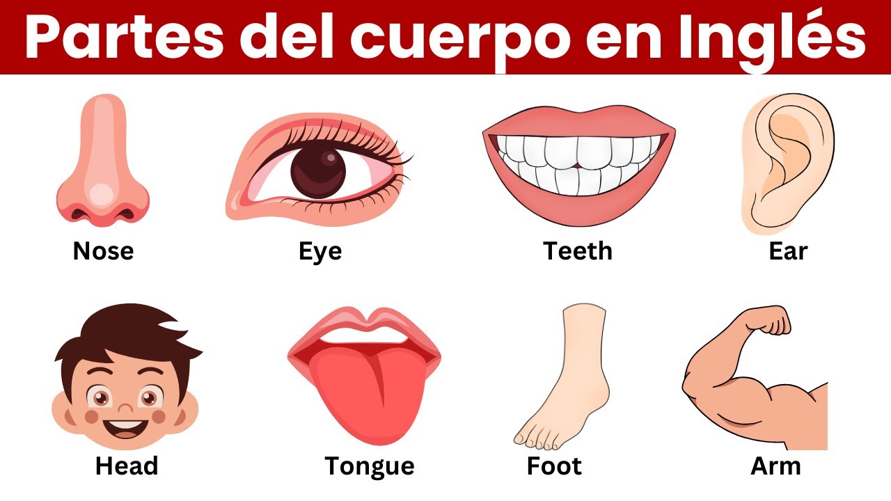 Las Partes del Cuerpo en Inglés - YouTube