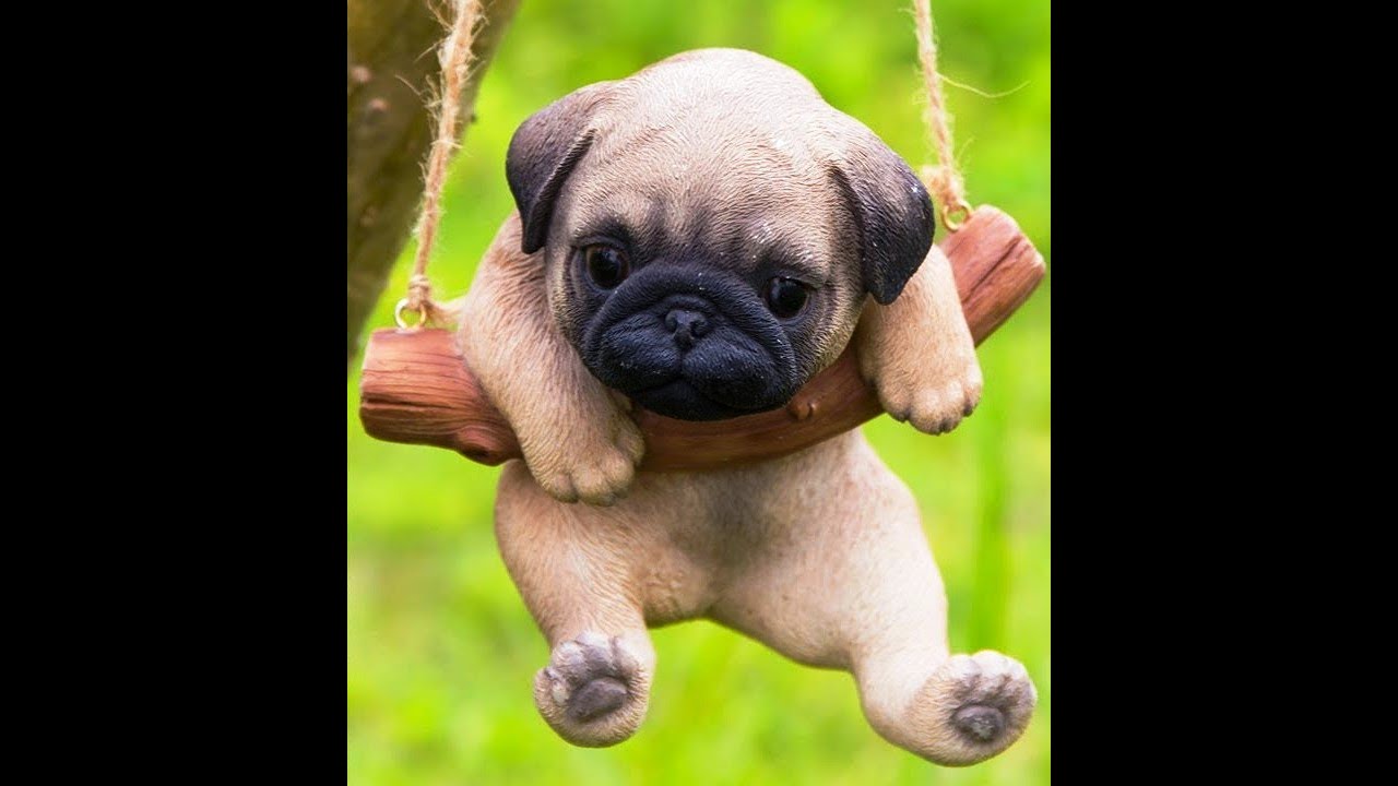 Foolish dogs , dogs doing dumb things, lovely dogs, dogs making you ...