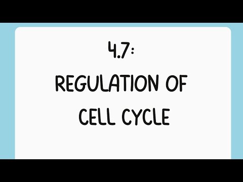 AP Bio Topic 4.7 TikTok: Regulation of Cell Cycle - YouTube