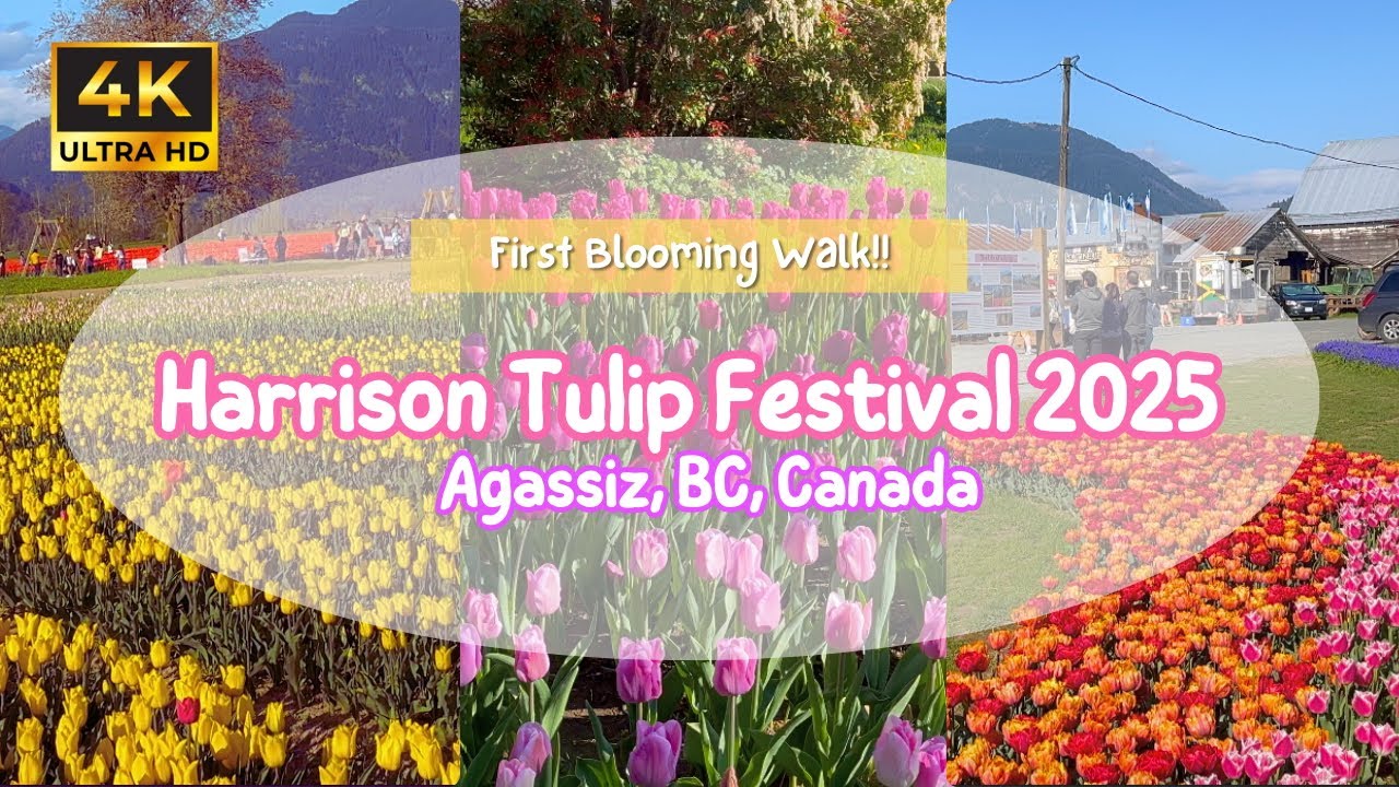 First Blooming Walk at Harrison Tulip Festival 🌷 | Spring 2025 ...