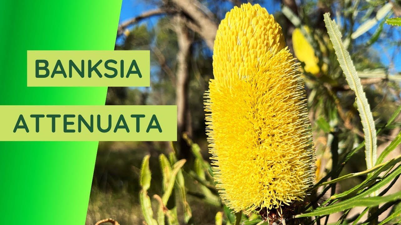 Banksia attenuata Explained: Fire, Flowers, and Wildlife in Southwest ...