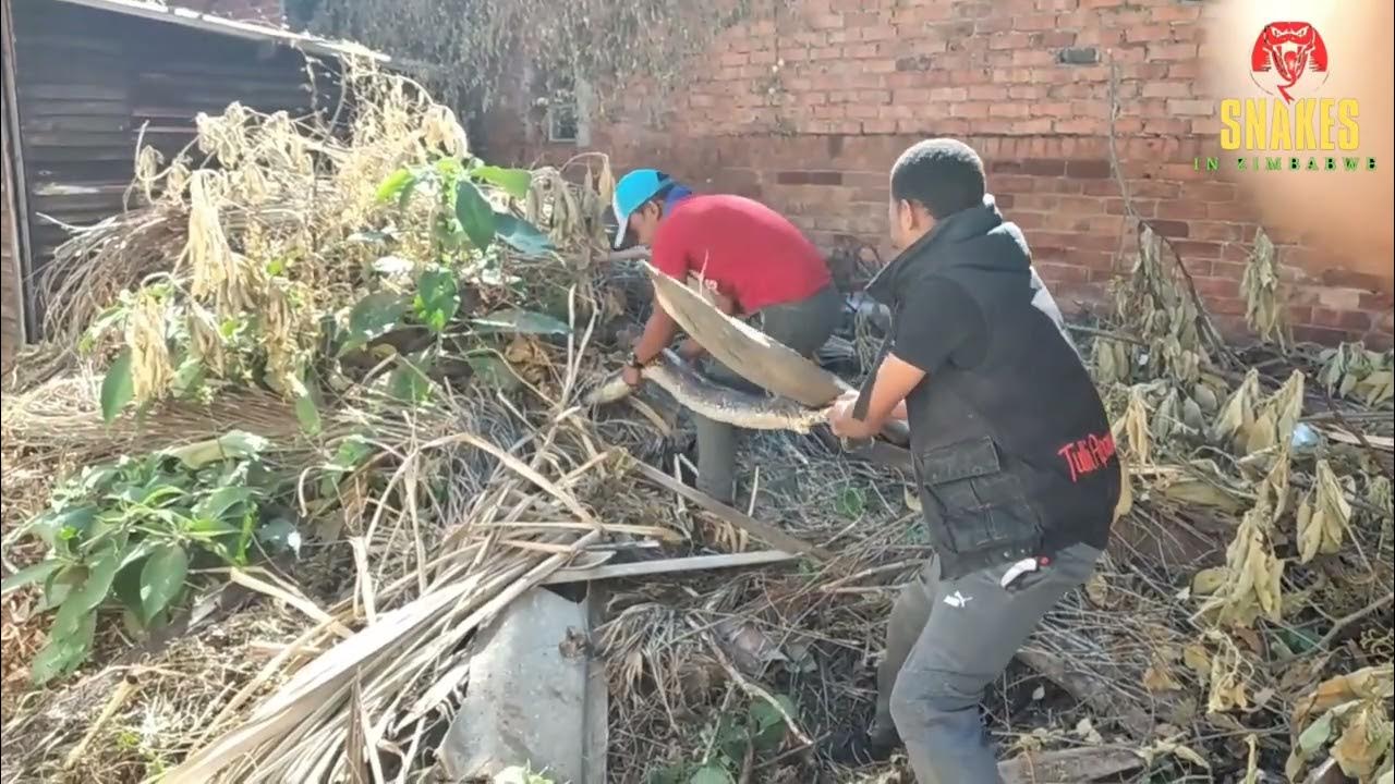 Big Python in Harare - YouTube