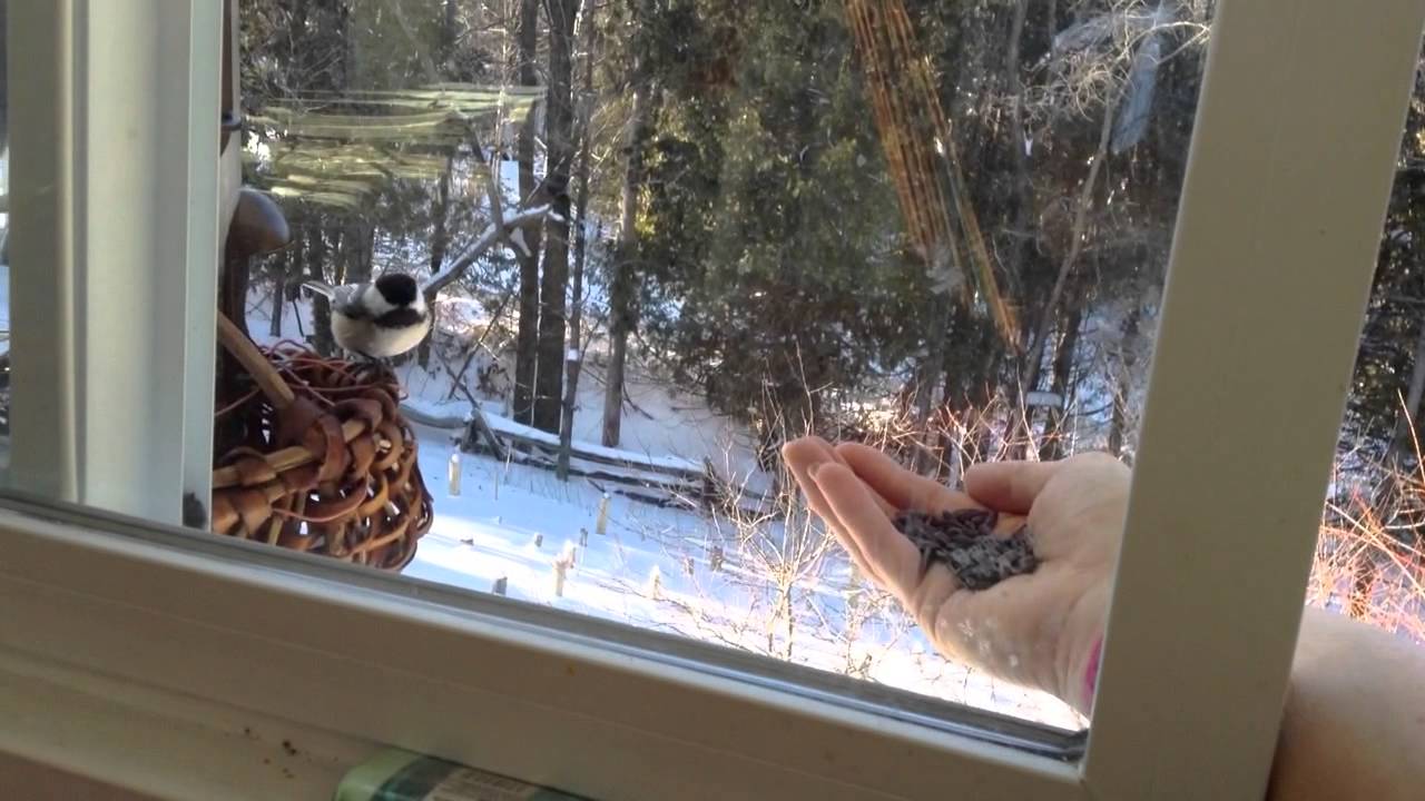 How to Tame chickadees...put your hand out. ASMR - YouTube