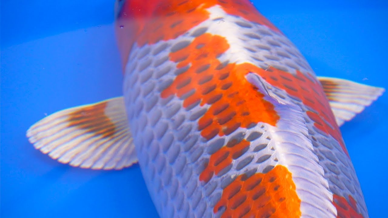The Best Colorful Fish of 2020! (Part 1) - YouTube