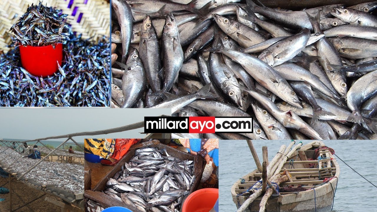 BEI YA MIGEBUKA NA DAGAA WA KIGOMA NI SAWA BURE UNAZOA TU! - YouTube