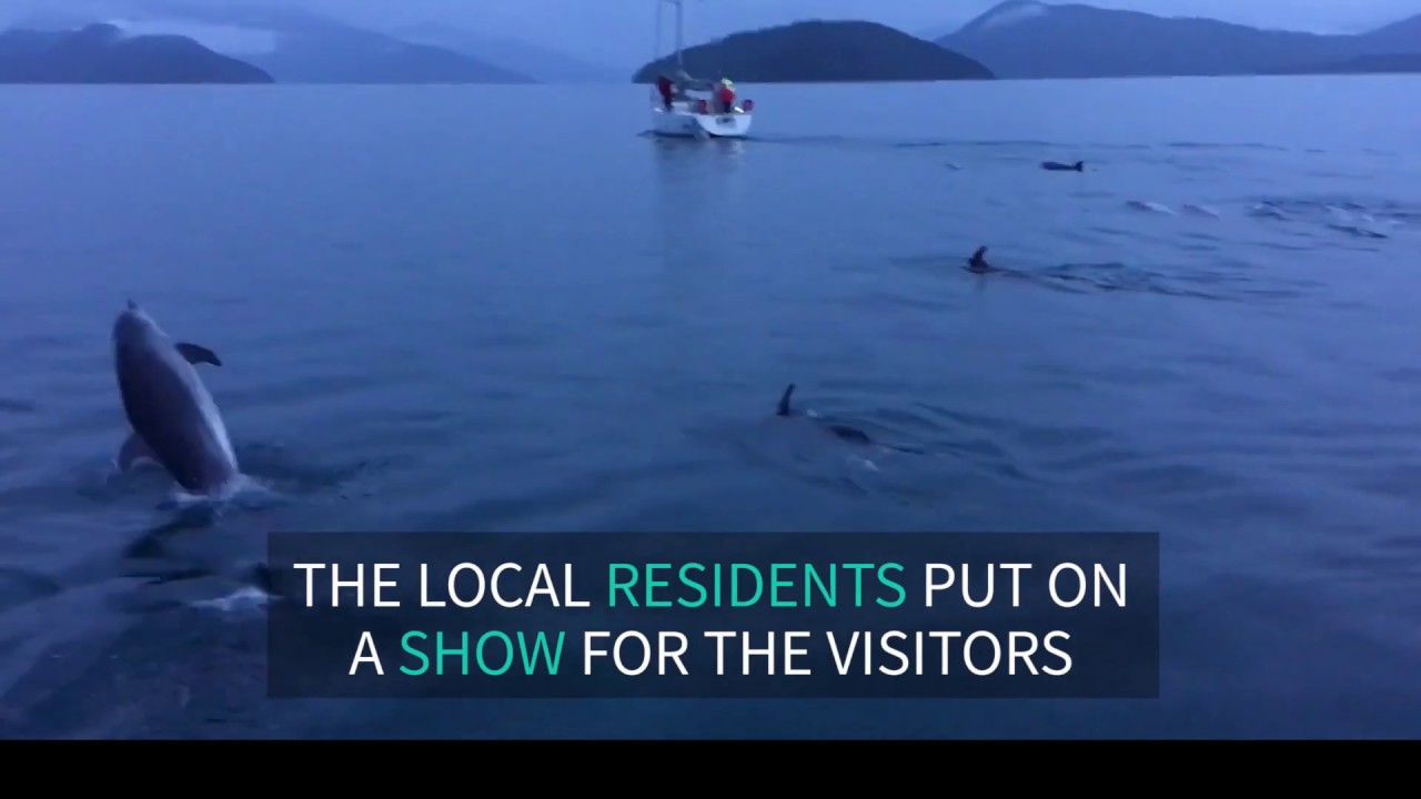 Dolphin follows the boat - YouTube