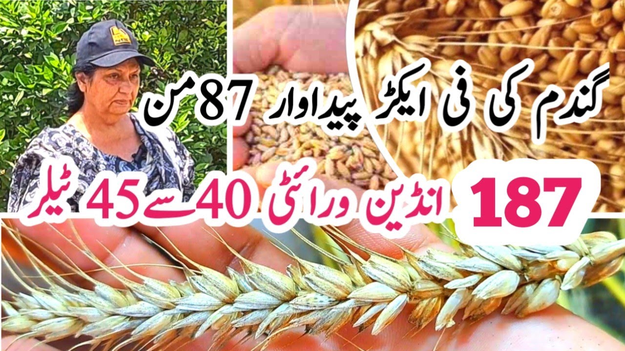 best wheat seed in Pakistan | high yield wheat seed | new wheat seed ...