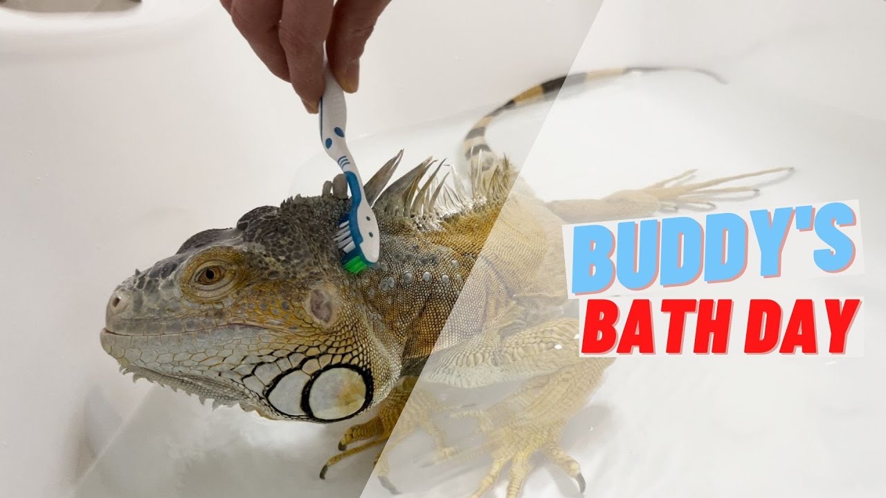 Buddy bath routine. Happiest lizard in the world. - YouTube