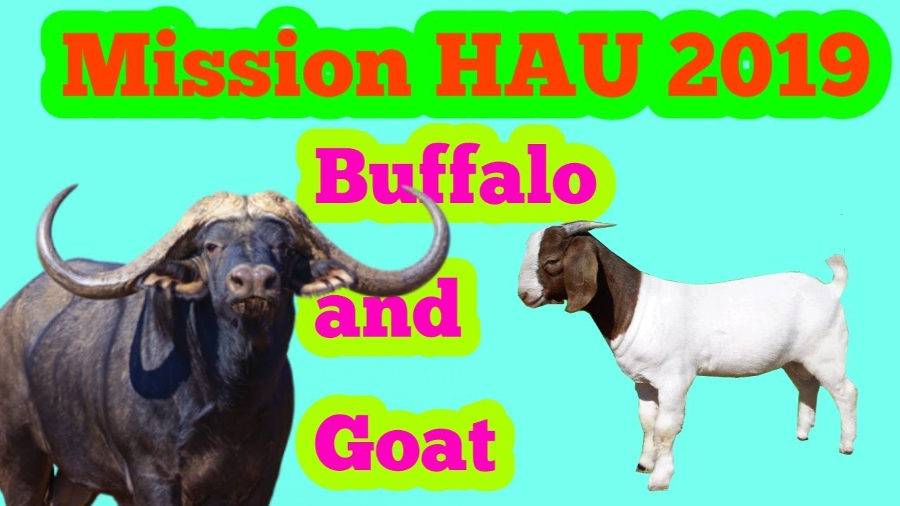 Lecture no. 6 || Buffalo and goat | Animal Husbandary - YouTube