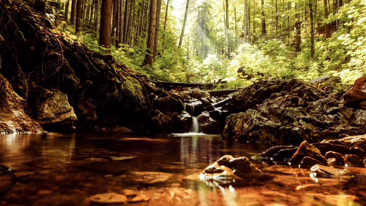 Nature Sound Relaxation Soothing Forest Birds Singing Relaxing Sleep ...