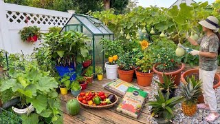 How My Container Garden Thrives: The Daily Care & Feeding That Keeps It Productive 🌿✨ (NO TALKING)