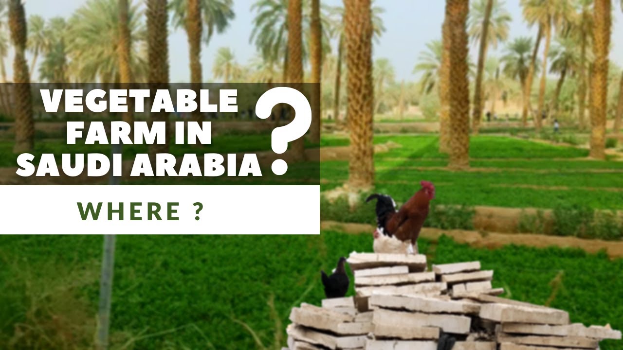 Fresh Vegetable Farm in Riyadh Saudi Arabia | Must Visit With Children ...