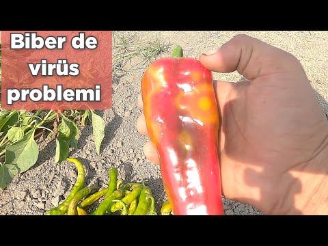 Biber hastalıkları virüs kalsiyum eksikliği ve doğru teşhis
