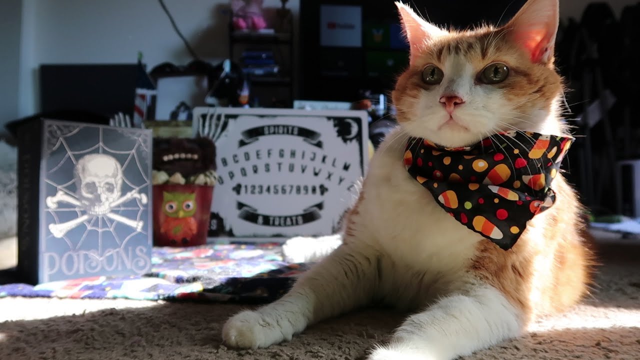 Cat's Haunted House Timeshare - YouTube